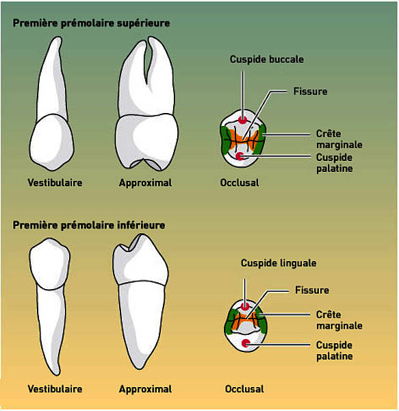 Molaire supérieure et inférieure