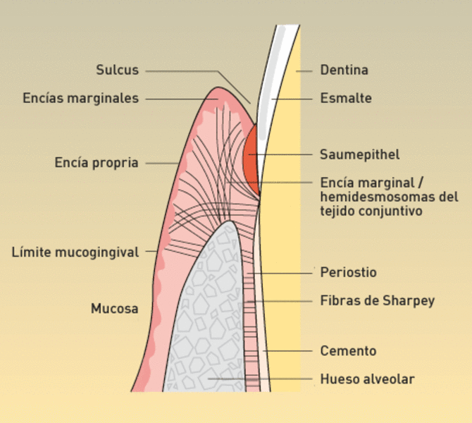 Anayansi Ligamento Periodontal Diente Humano Tejido C - vrogue.co